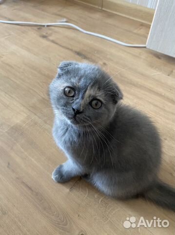 Шотландские вислоухие котята