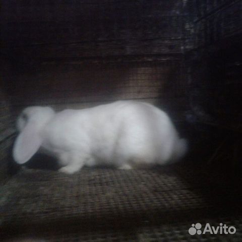 Продается самка крольчиха