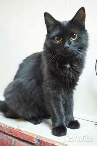 Красавица кошечка Шанти 1 год