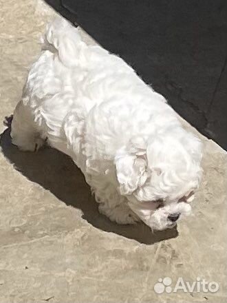 Щенки бишон фризе