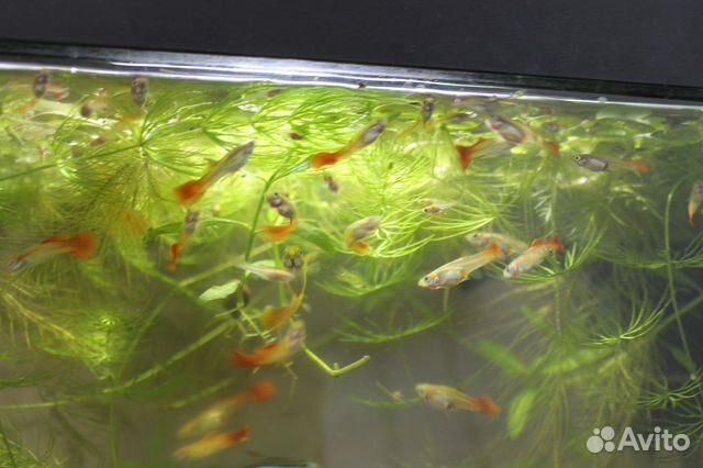Рыбки гуппи подростки