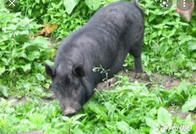 Вьетнамский вислобрюхий хряк