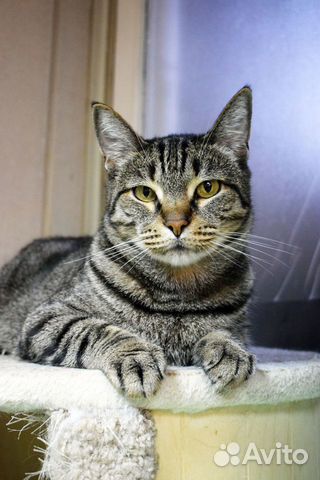 Очаровательный кот Маркус 1,5 года