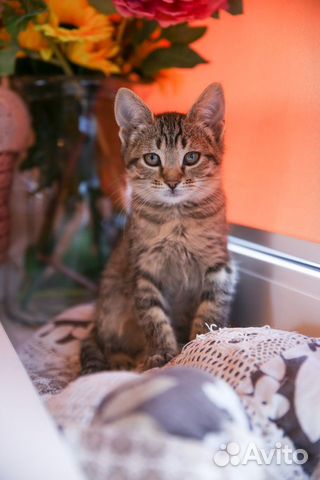 Четырёхмесячная Бетти ищет семью