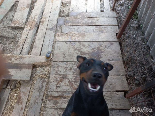 Вязка ягдтерьера