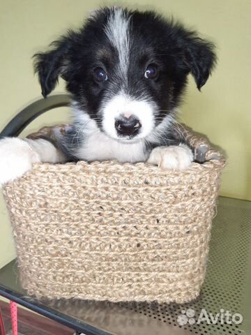 Щенок в добрые руки