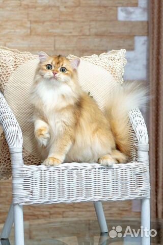 Британская кошка ny12