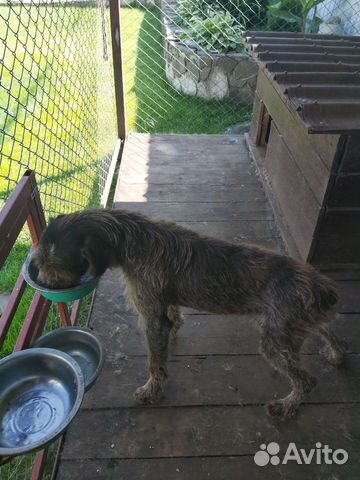 Отдам дратхаара