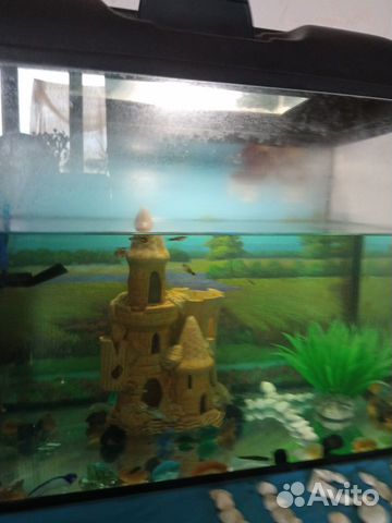 Аквариумные рыбки гуппи