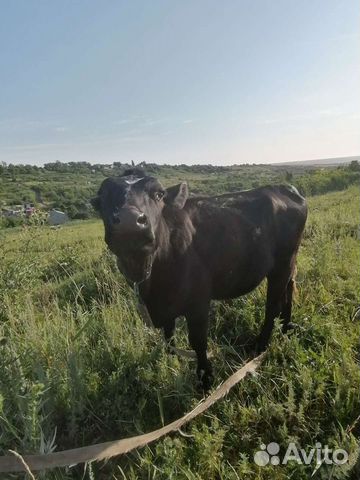 2 Телка и 2 бычка