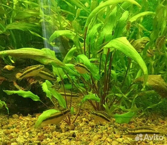 Пельвикахромис пульхера