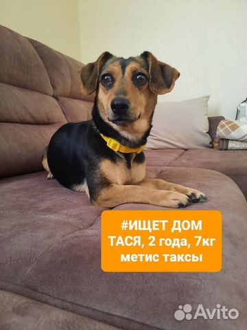 Мелкая, ласковая собачуля (7 кг) в добрые руки