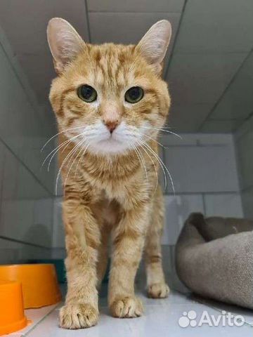 Котик Бублик остался один после смерти хозяйки