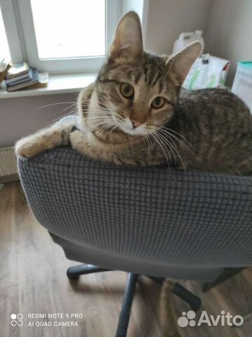 Котики бесплатно в добрые руки