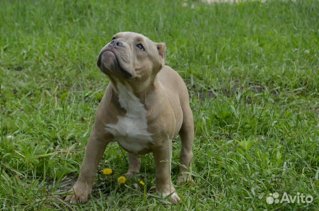 Американский булли