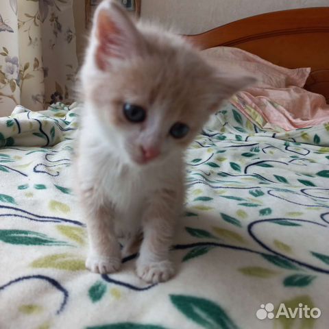 Кошки в добрые руки бесплатно