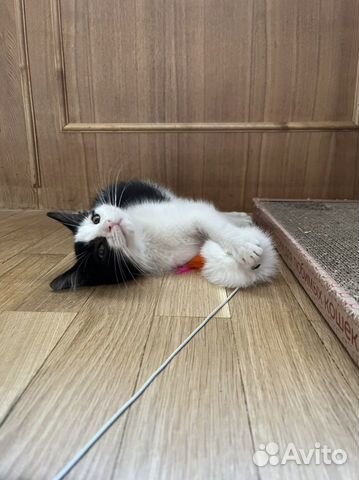 Котята в добрые руки бесплатно