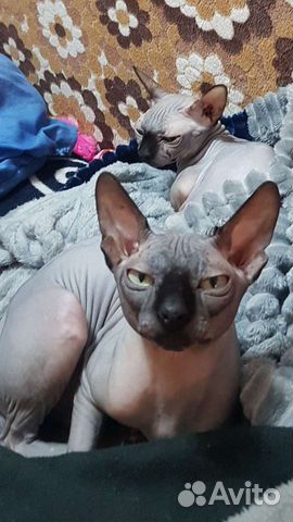 Канадский сфинкс кот и беременная кошка (скоро )