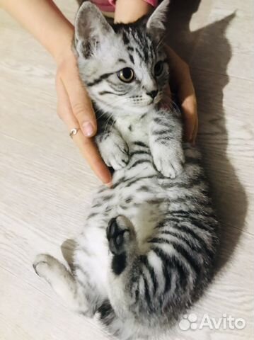 Курильский бобтейл кошечка 2 месяца