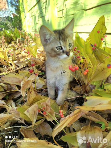 Котик чаузи ф1