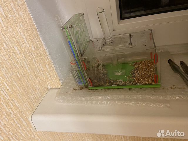 Муравьиная ферма с муравьями