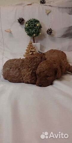 Пуделята красные ред-браун