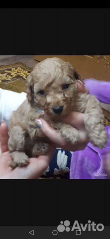 Продажа щенков миниатюрный пудель