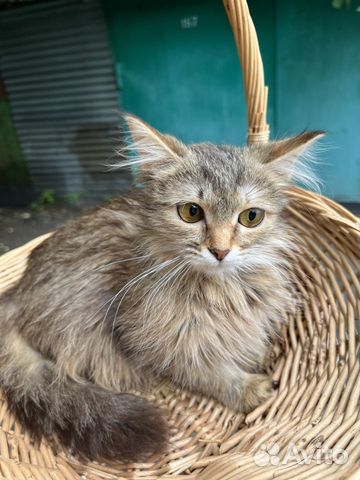 Трехцветные, пушистые котята