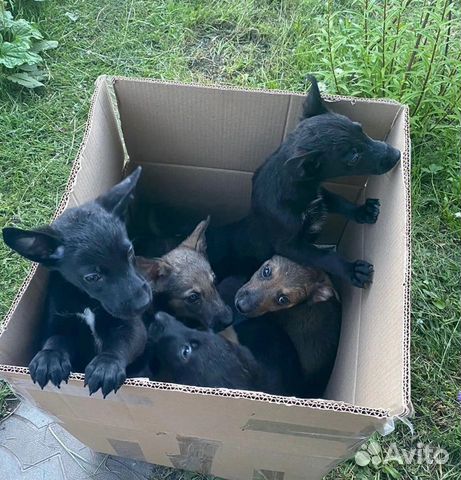 Щенки-мальчики 2 месяца. В хорошие руки