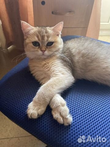 Золотая кошечка