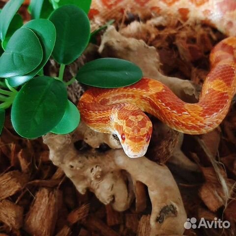 Ищем самца маисового полоза для вязки