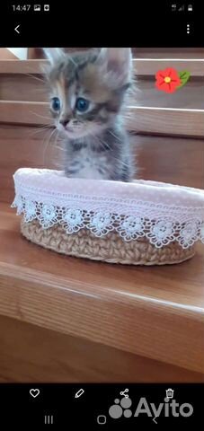 Котята шесть штук в добрые руки