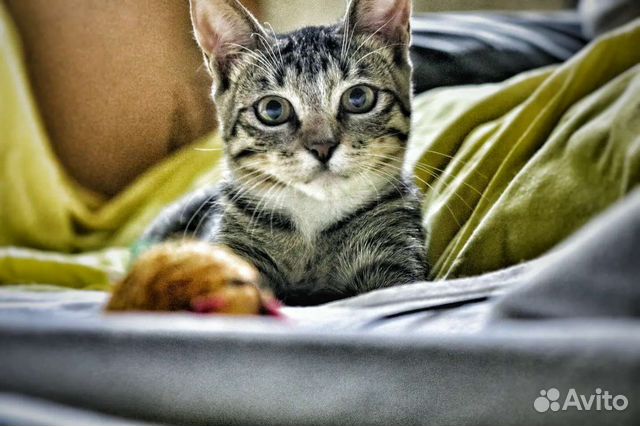 Котенок Гуся Шпротовна