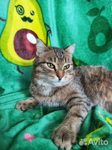 Кот, около 2 лет