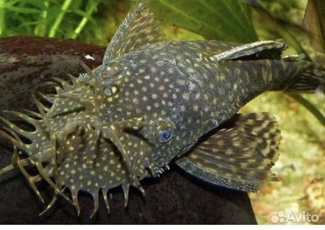 Отдам даром 2 Анциструса