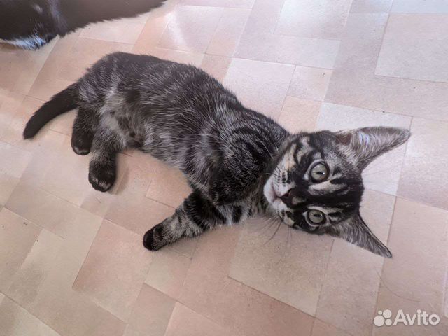Котенок манчкин