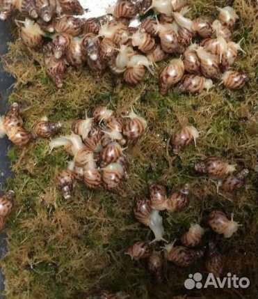 Улитки ахатины бесплатно