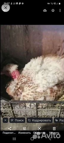 Квочка,курица голошейка