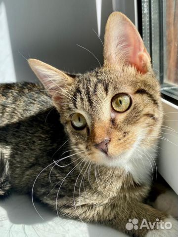 Котенок 4 месяца