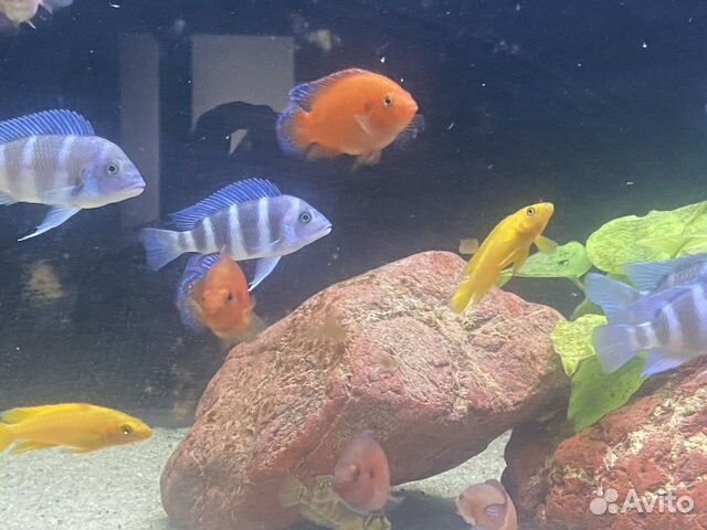 Танганьика