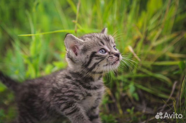 Котенок (мальчики)