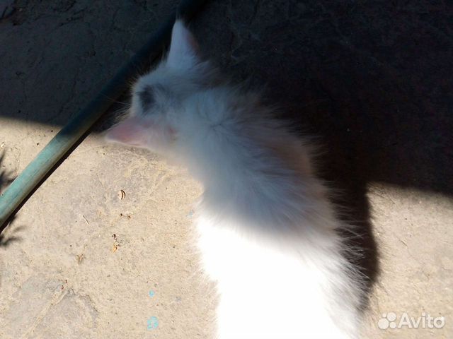 Котята Као мани