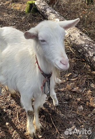 Отдадим козу на время