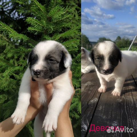 Щенки