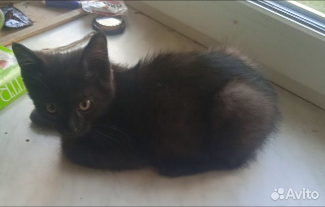 Котëнок в добрые руки