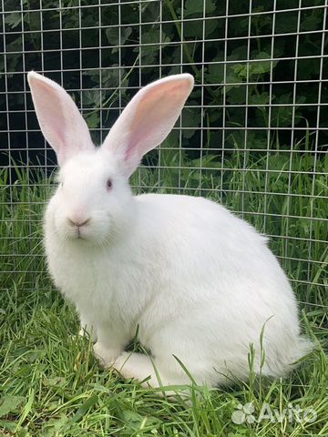 Самец белый паннон 2мес