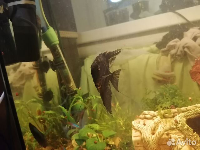 Скалярия черная