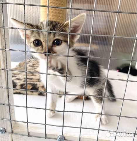 Ушастик котёнок девочка 2 месяца