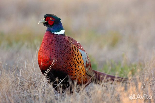 Фазан охотничий