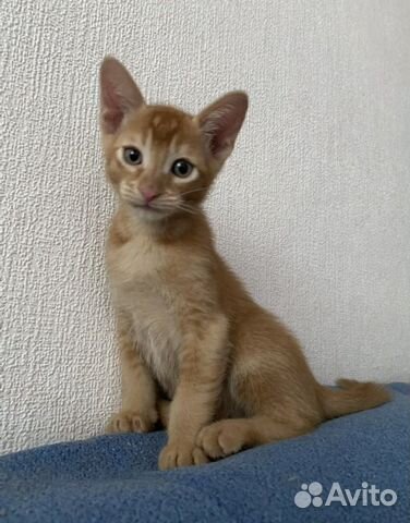Абиссинский котенок